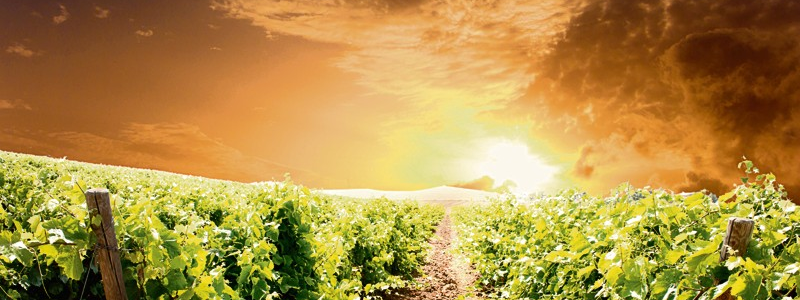 Climate change and irrigation: a decision support tool for wine growers | itk - Predict and Decide