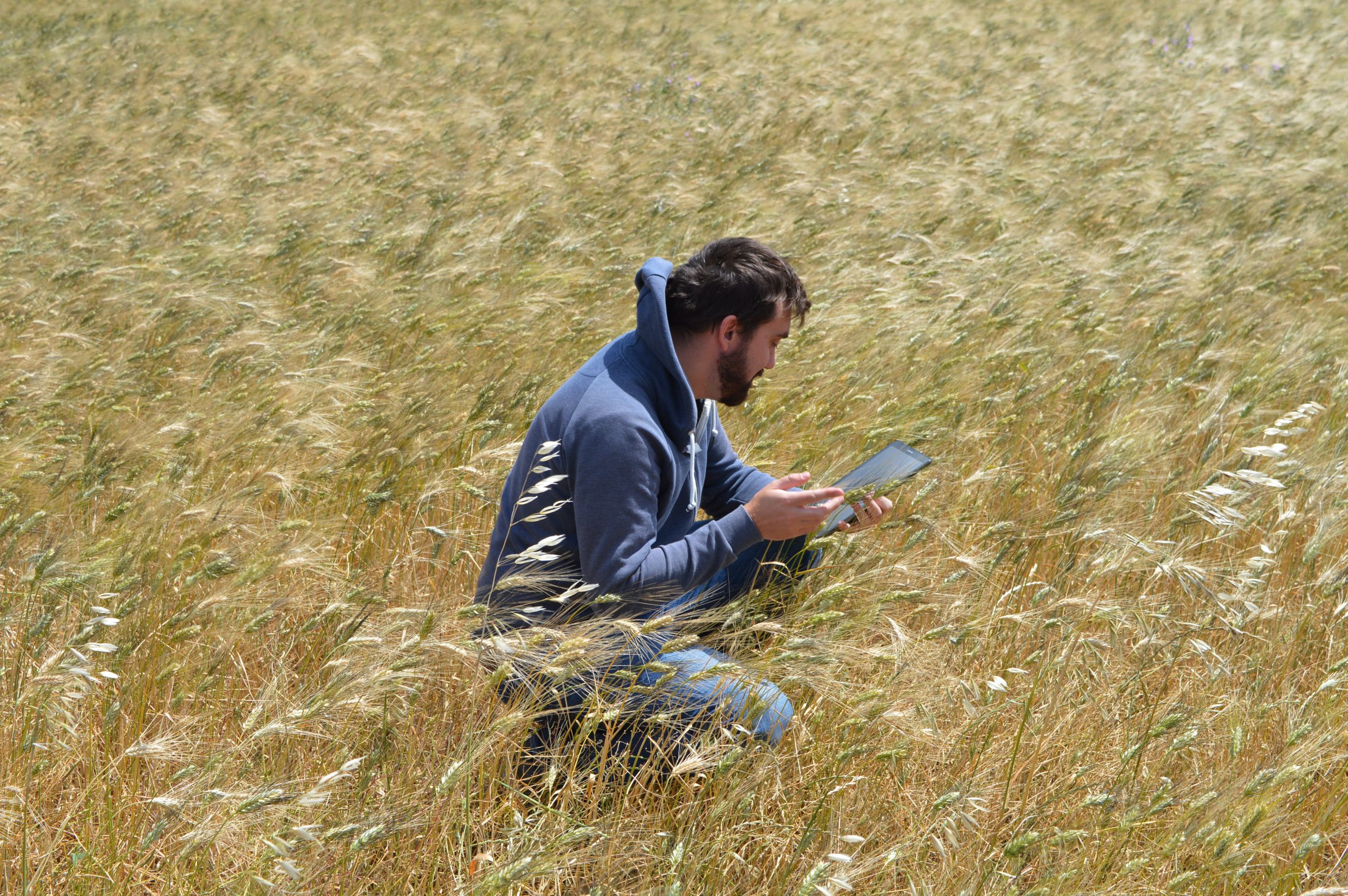 Optimisation de la qualité de prédiction des rendements : nouvelle version de Cropwin® | itk ...