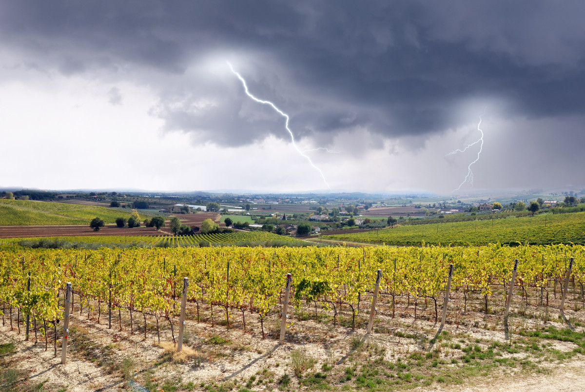 With five-day weather forecasting, Vintel now offers more accurate vineyard management | itk ...