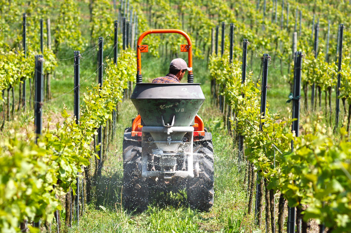 Nutrient management planning in the vineyard: how to optimize nitrogen ...