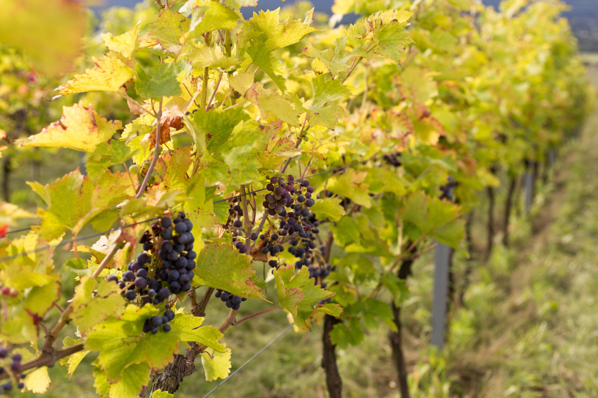 Towards a climate resilient viticulture : challenges and solutions ...