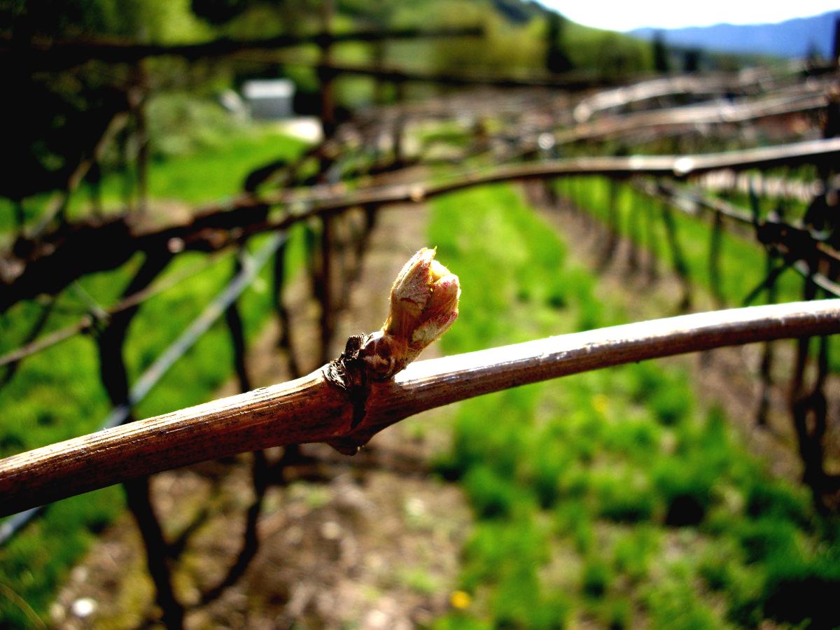 Grapevine phenology : a biological clock to time vineyard management ...